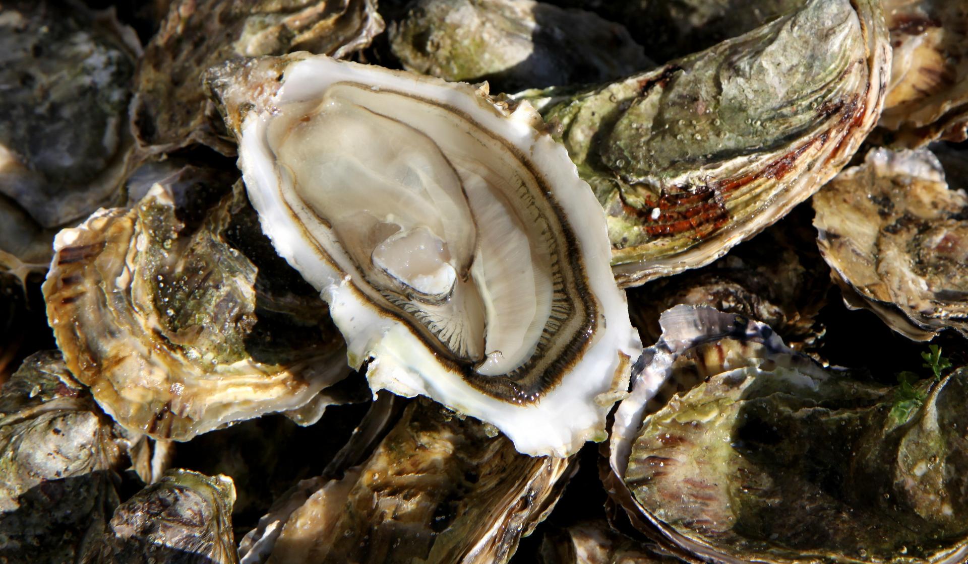 De genetische modificatie van de oester | KRO-NCRV
