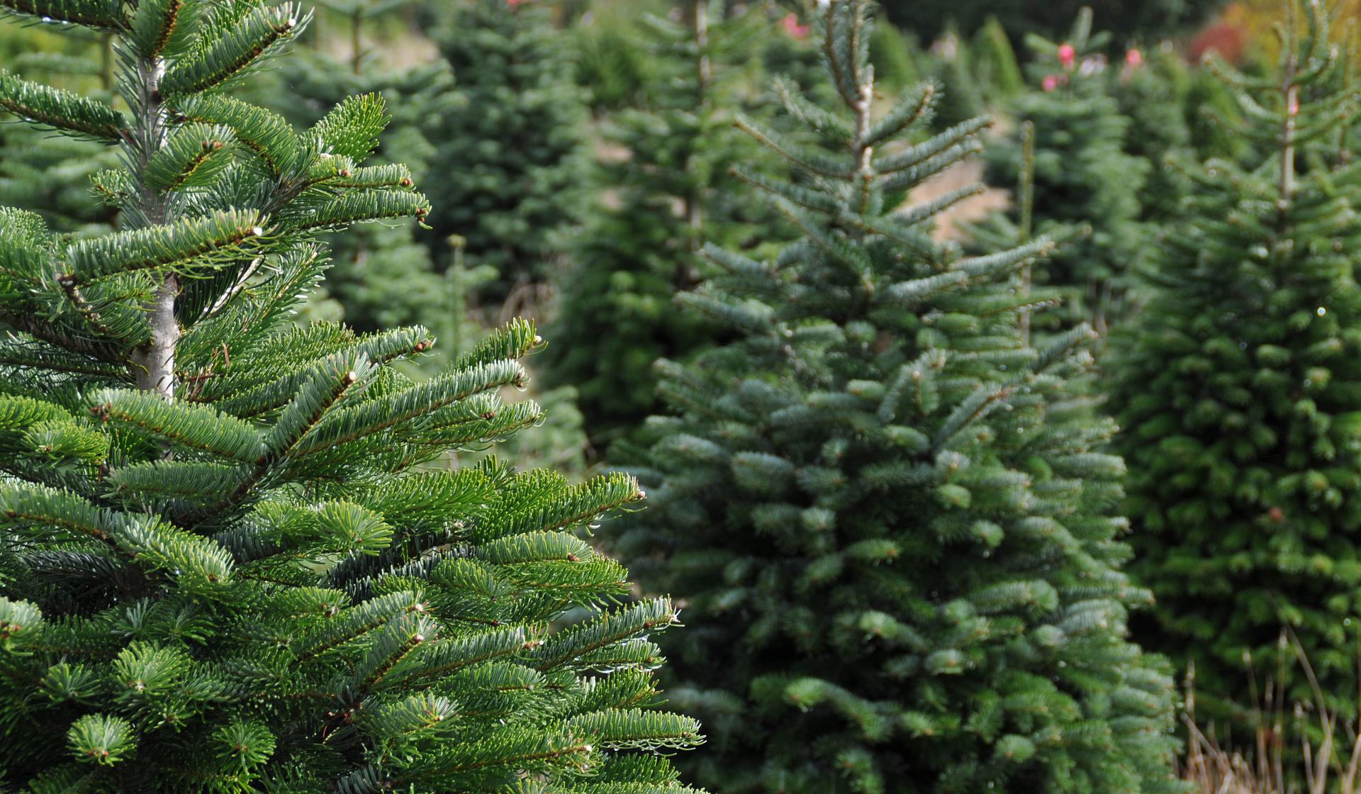 Levensgevaarlijke oogst en lage lonen: de duistere kant van kerstbomen ...
