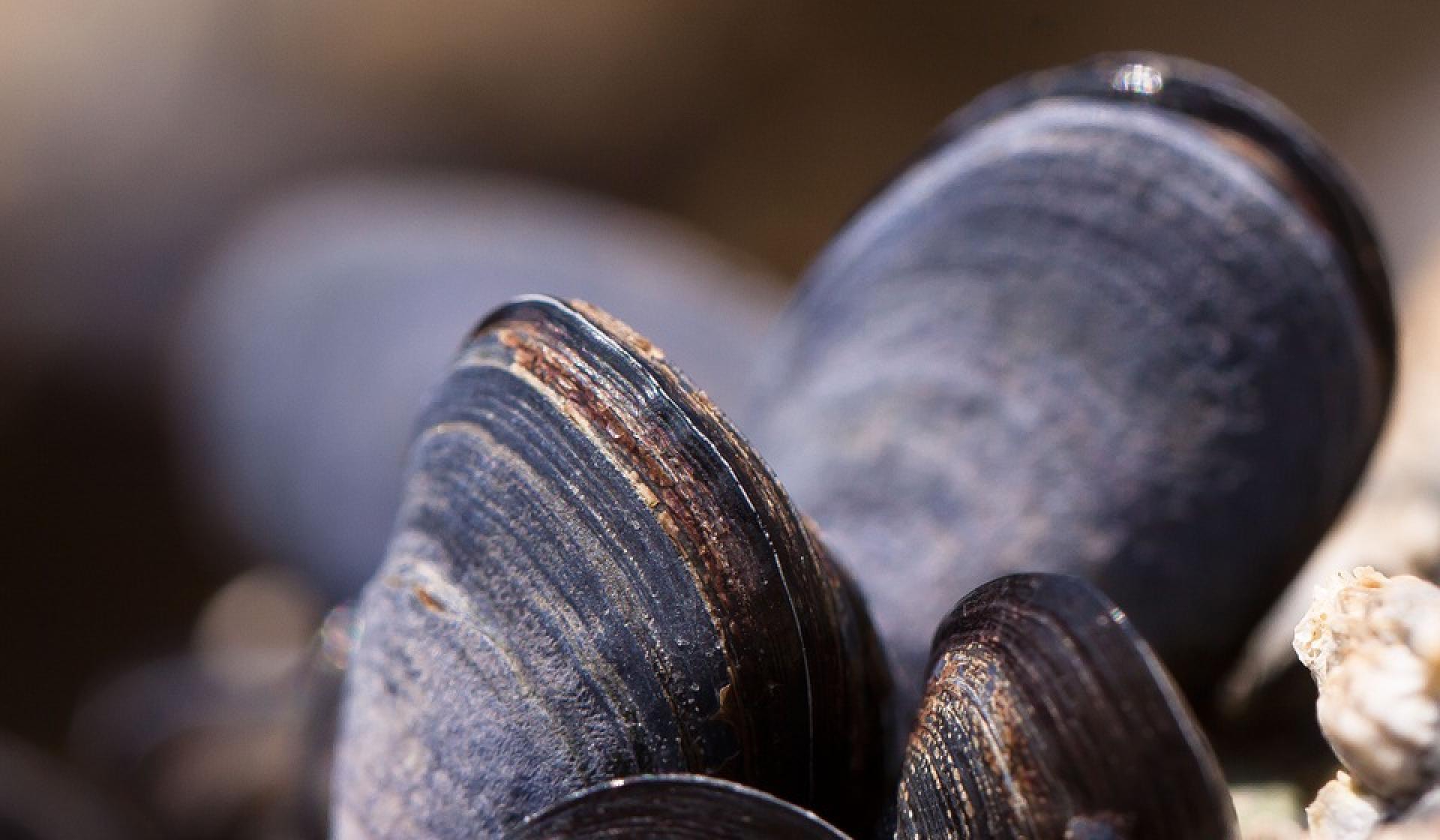 Hoe de mossel op een natuurlijke wijze ter wereld komt en overleeft in ...