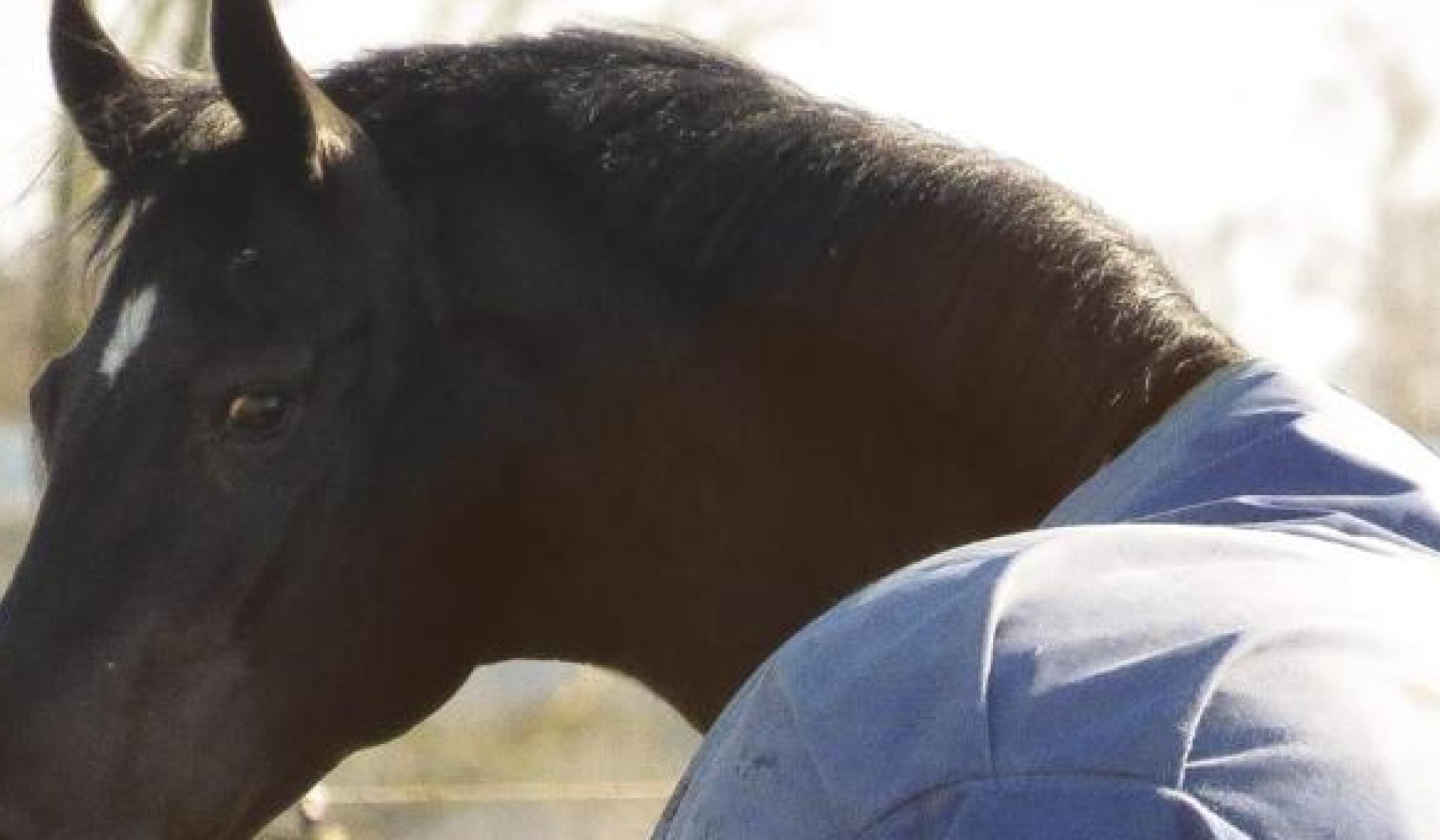Martine ging naar een paardencoach: ‘Het paard spiegelde mijn ware ...