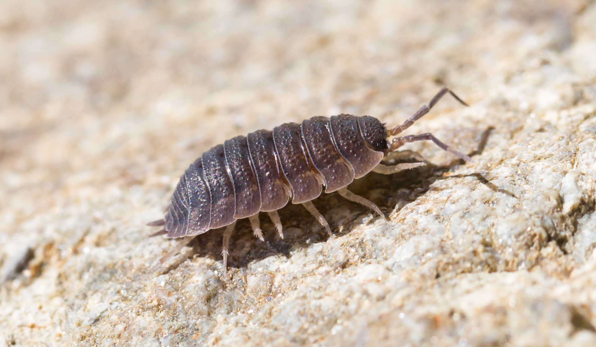 Waarom heet een pissebed, een pissebed? | KRO-NCRV