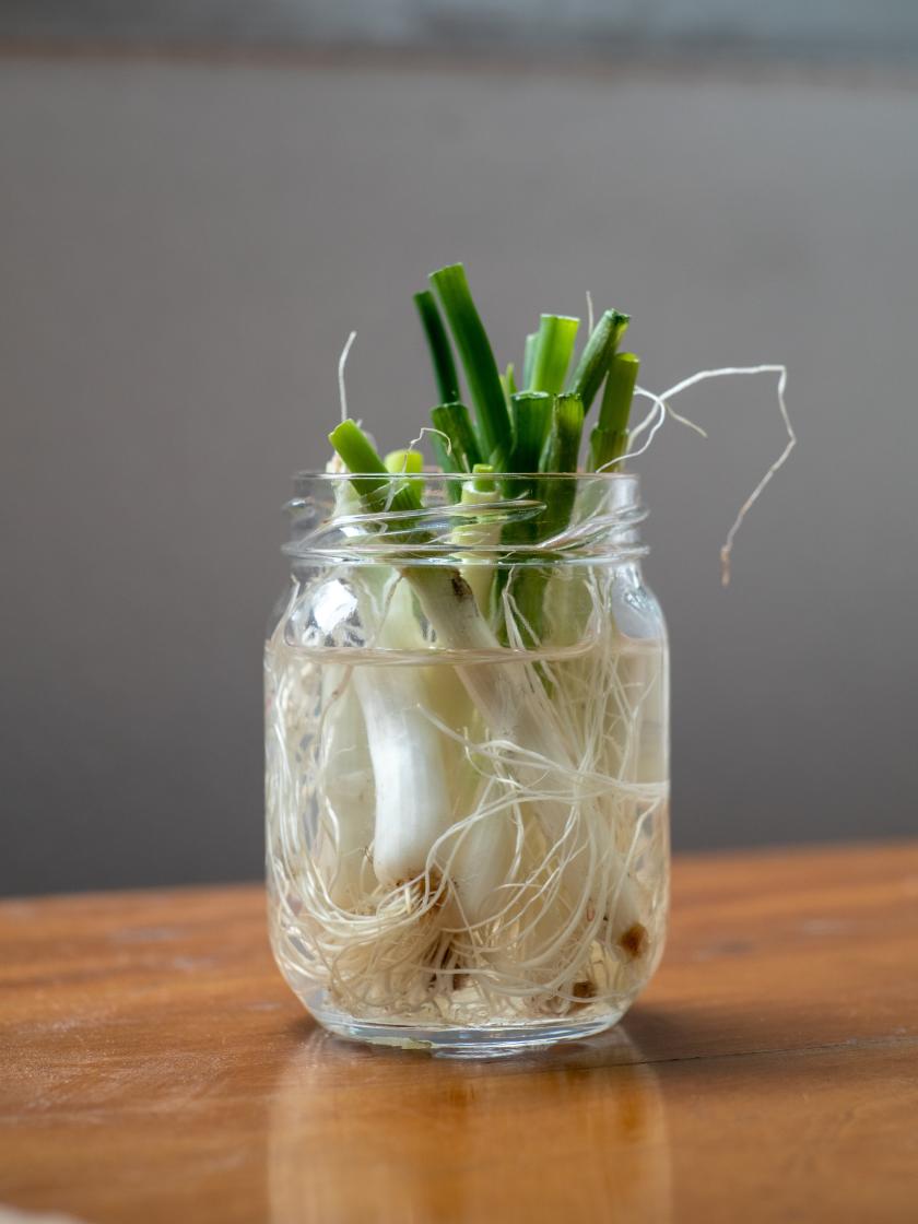 Handige hack: bosui uit de supermarkt hergroeien | KRO-NCRV