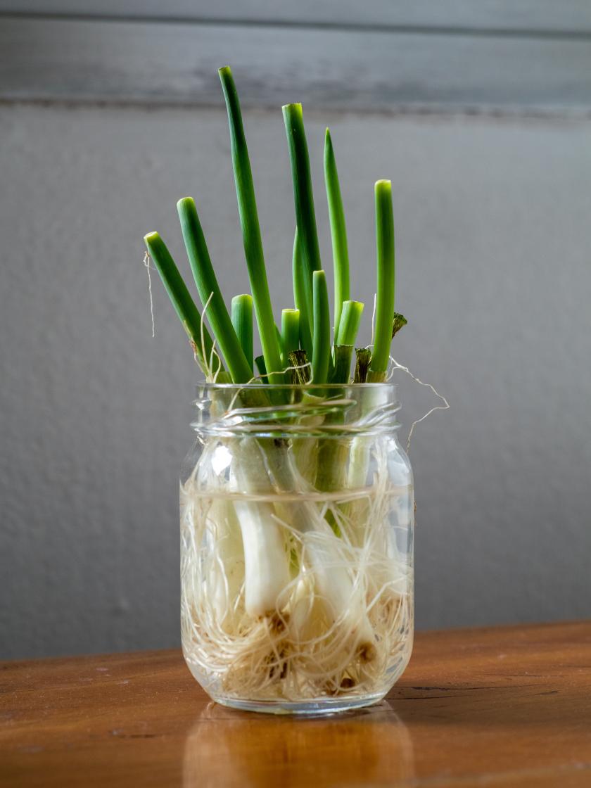 Handige hack: bosui uit de supermarkt hergroeien | KRO-NCRV