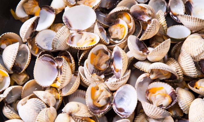 Recept: kokkels met venkel | KRO-NCRV