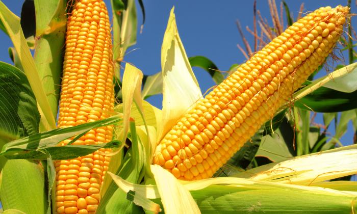 Zo divers en makkelijk is maïs te bereiden | KRO-NCRV