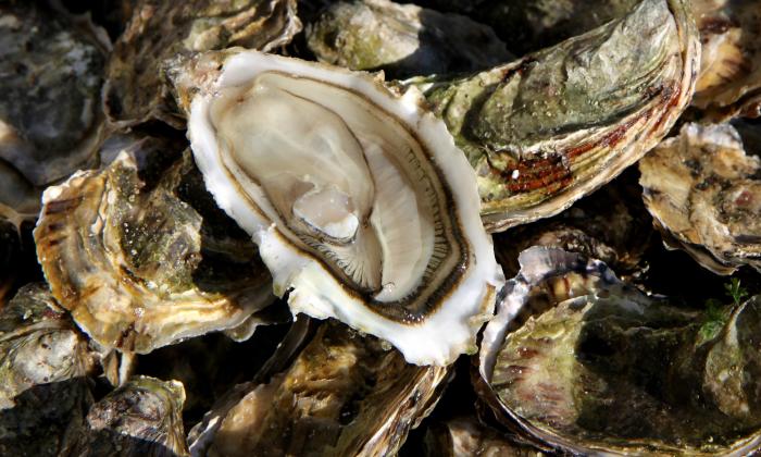 De genetische modificatie van de oester | KRO-NCRV