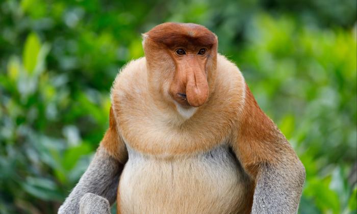 Willem Wever zoekt uit: top 10 lelijkste dieren ter wereld | KRO-NCRV