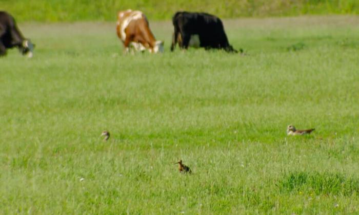 Hoeve Ackerdijk | KRO-NCRV